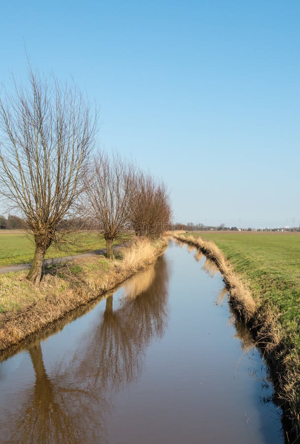 Row of Pollard Willows in a Snowy Area Stock Photo - Image of nature ...