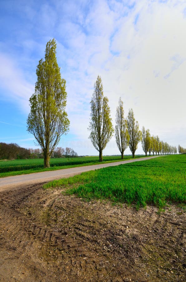 Row of Poplar trees stock photo. Image of clouds, outdoor - 39831452