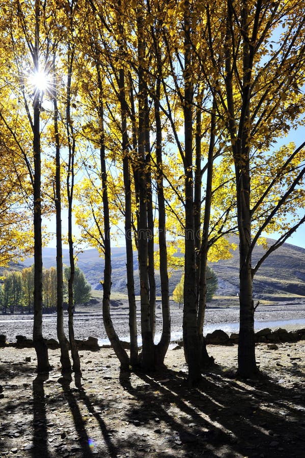 A Row of Poplar Trees stock image. Image of sunshine - 40717887