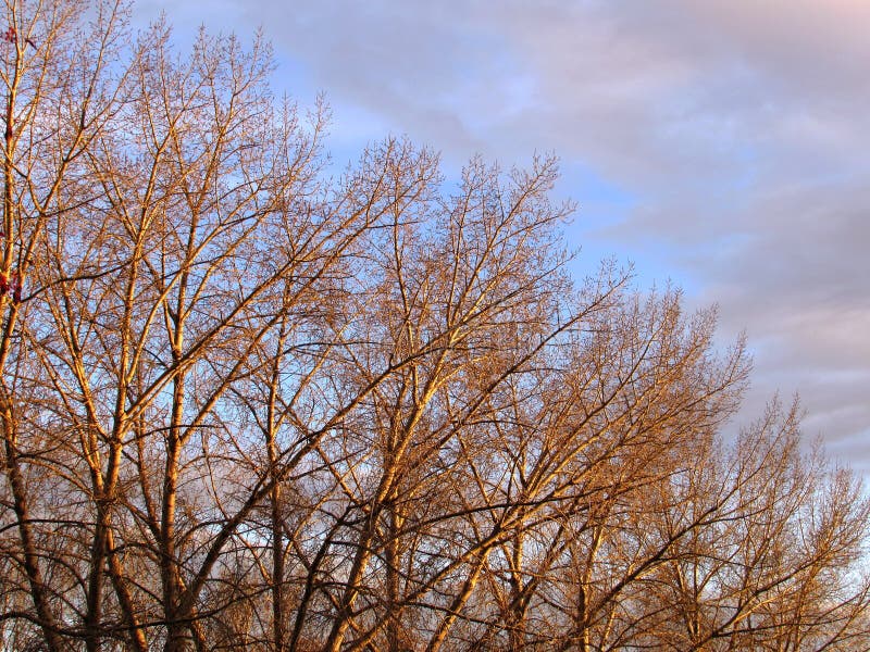 Row of Poplar Trees in Late Fall Stock Photo - Image of stark, aspen ...