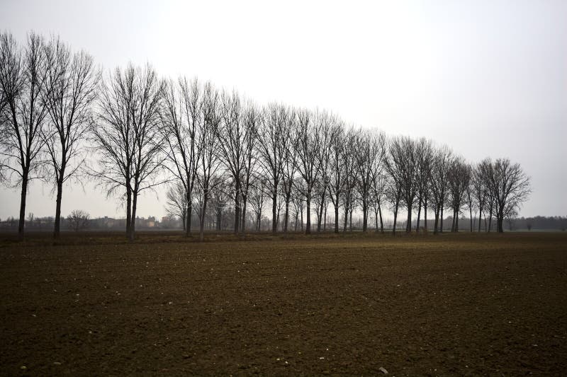 Row of Poplars in a Ploughed Field on a Cloudy Day Stock Image - Image ...