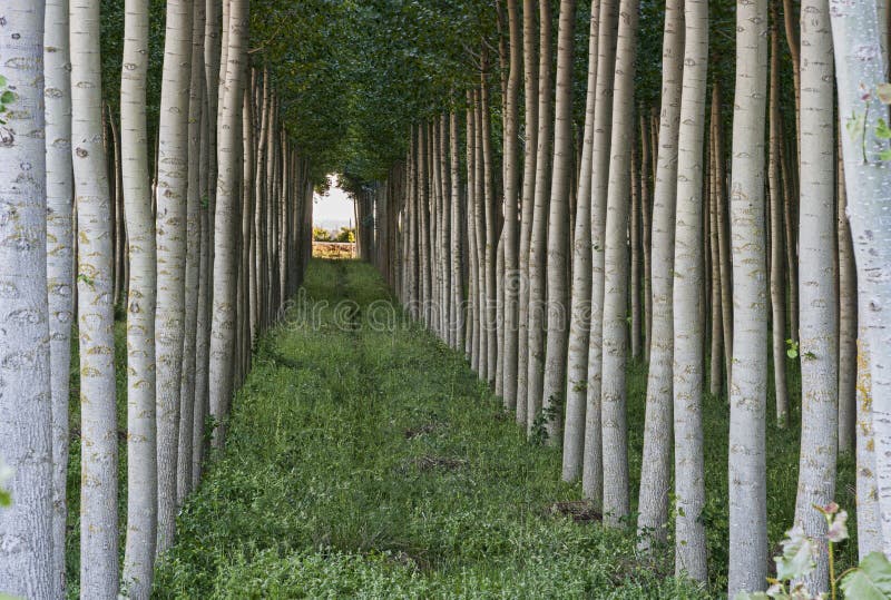 Plantation of Poplars, a Fast Growing and Versatile Trees that Can Be ...