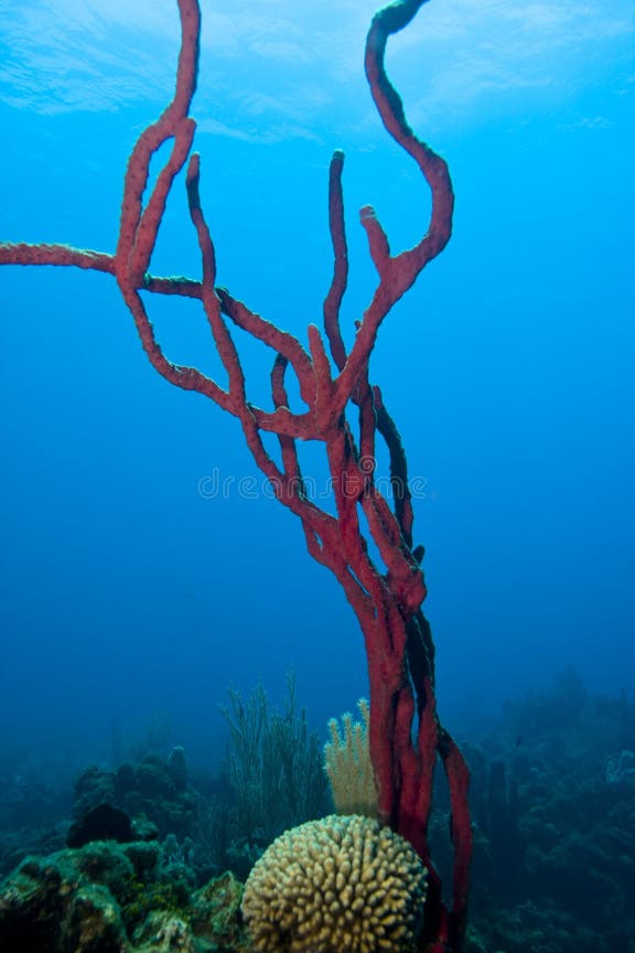 Row pore rope sponge stock photo. Image of sponge, ocean - 6402658