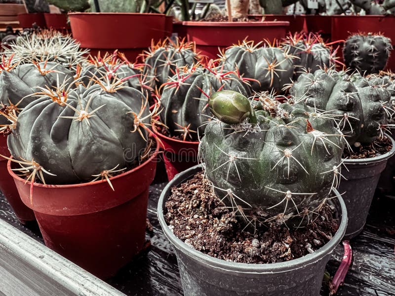 Row Potted Cacti Lined Up Table Stock Photos - Free & Royalty-Free ...