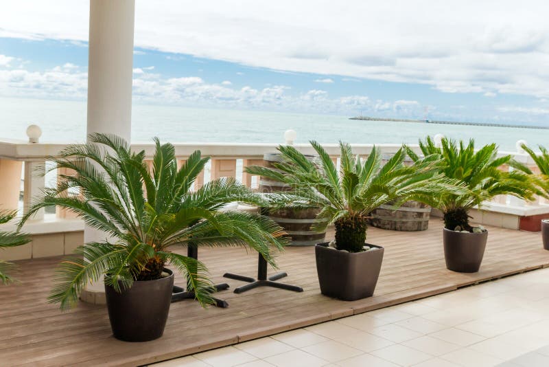 Potted Palm Trees on the Waterfront Stock Image - Image of growth ...
