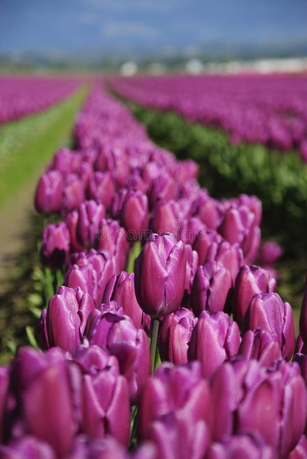 Row of Purple Tulips Outdoors Stock Image - Image of bloom, farm: 50963637