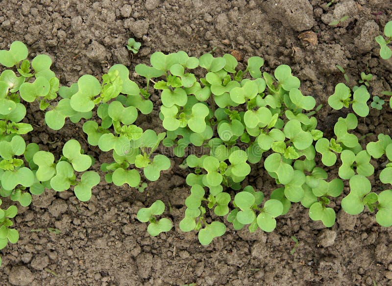 Row of radish shoots stock photo. Image of plant, farming - 242844934
