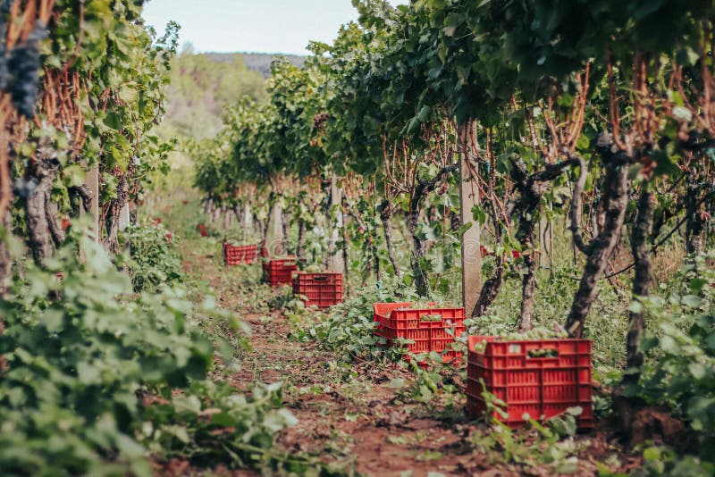 Row of Red Boxes Full of Fresh Grapes Under Grapevines in the Vineyard ...