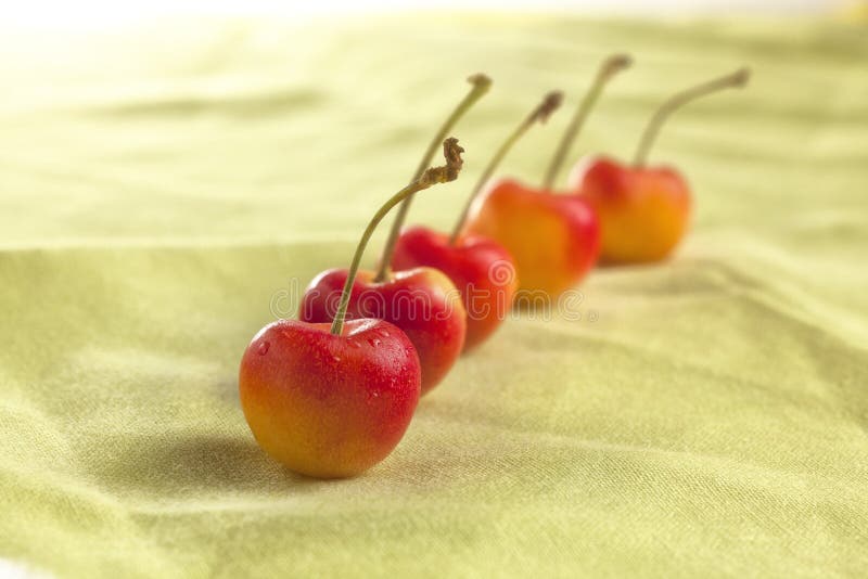 Row of red cherries stock photo. Image of juicy, beautiful - 49883754