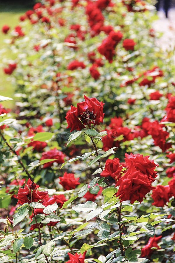 Row of red roses stock photo. Image of pathway, green - 51711012