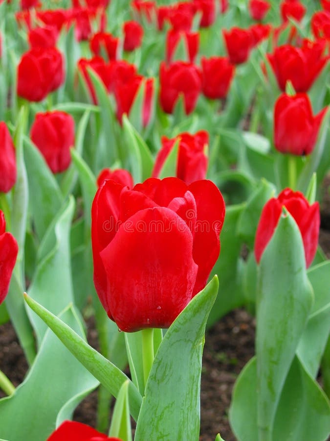 Row of Red Tulips stock photo. Image of balance, line, holland - 631384