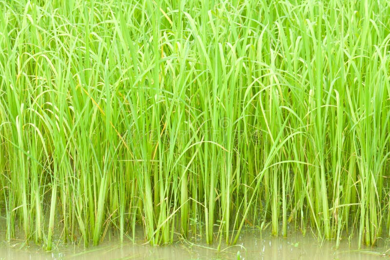 Row of rice in farm stock photo. Image of plantation - 33019236