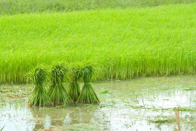 Row of rice in farm stock image. Image of asia, environment - 33019397