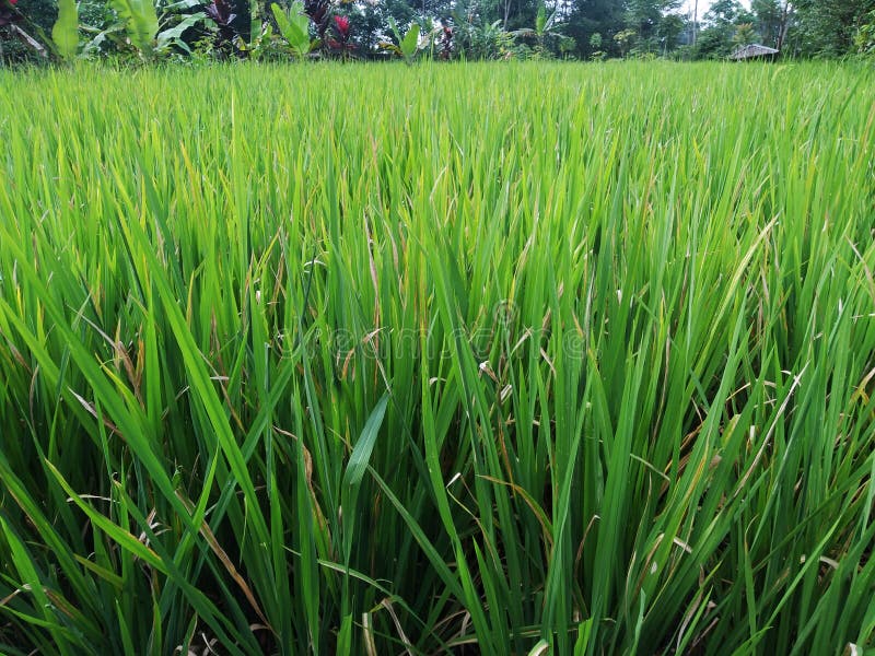 A Row of Rice Fields in a Paddy Field. Stock Image - Image of landscap ...