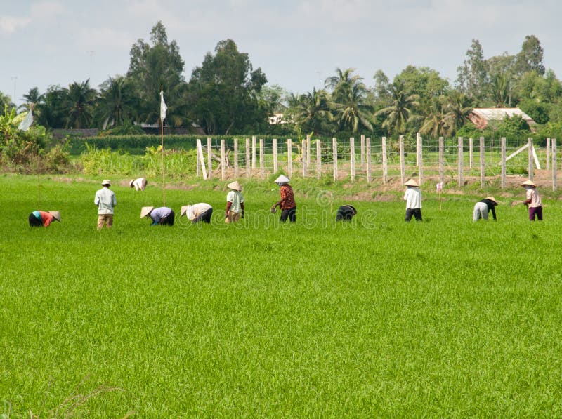 Row of rice paddy workers stock photo. Image of ethnicity - 15765100