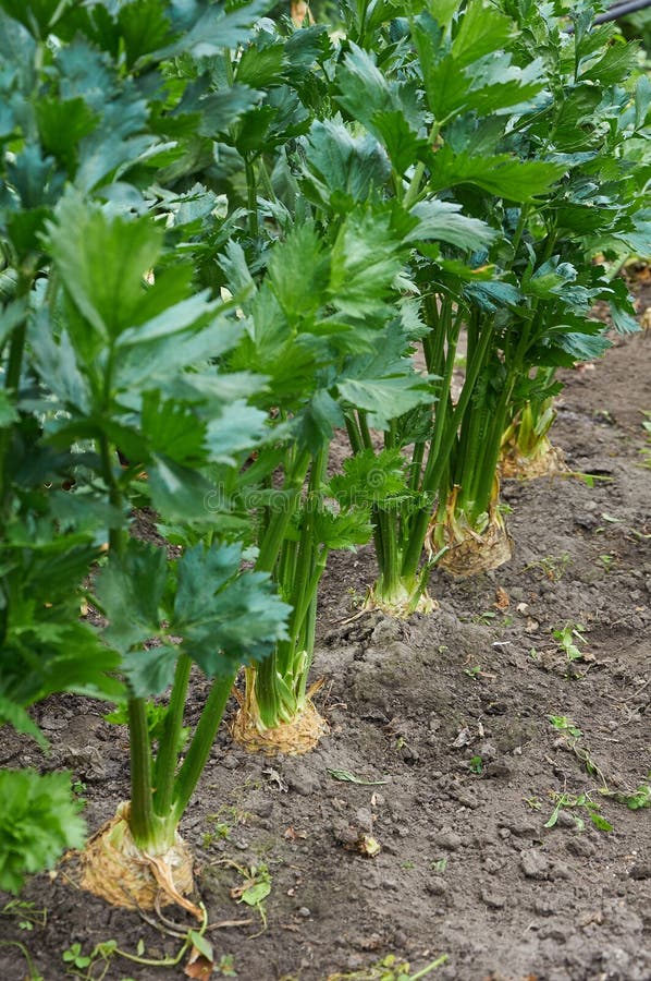 Row of ripe root celery stock photo. Image of plant - 100900818