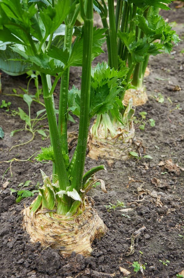 Row of ripe root celery stock photo. Image of fresh - 100900870