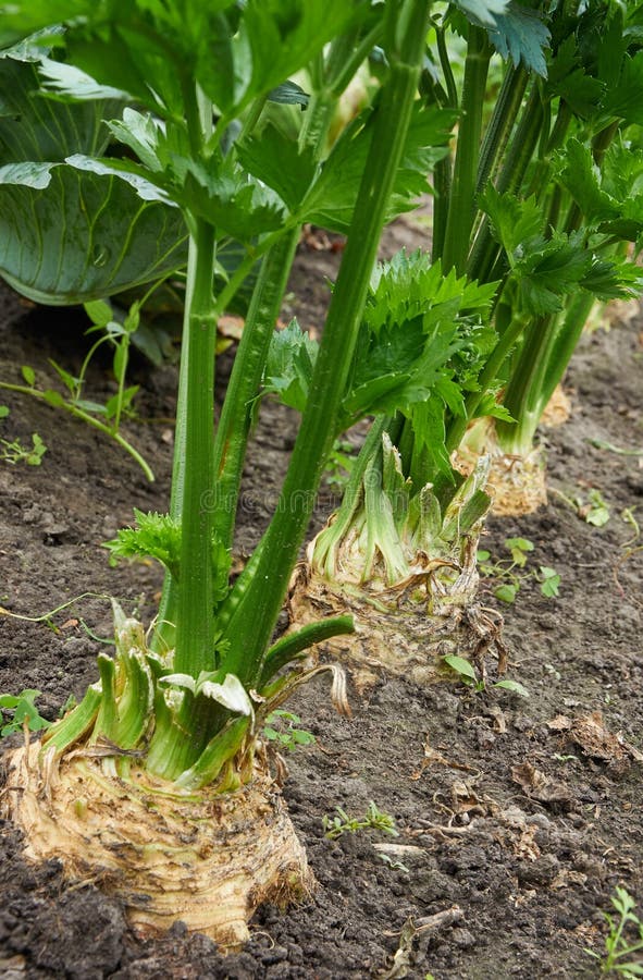 Row of ripe root celery stock image. Image of fresh - 100900781