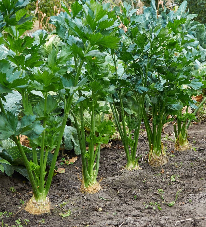 Row of ripe root celery stock photo. Image of roots - 100900874