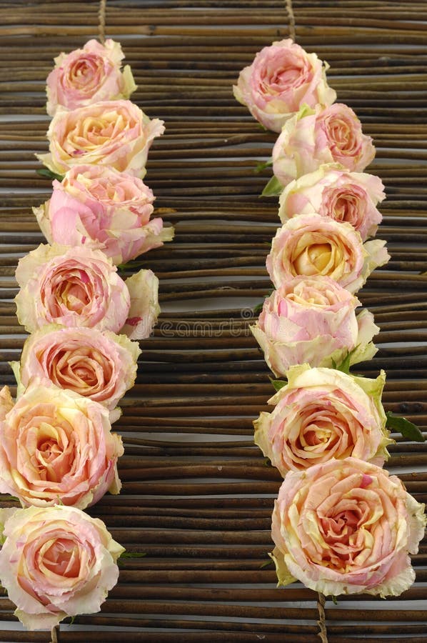 Row of rose stock photo. Image of fresh, beauty, freshness - 22382440