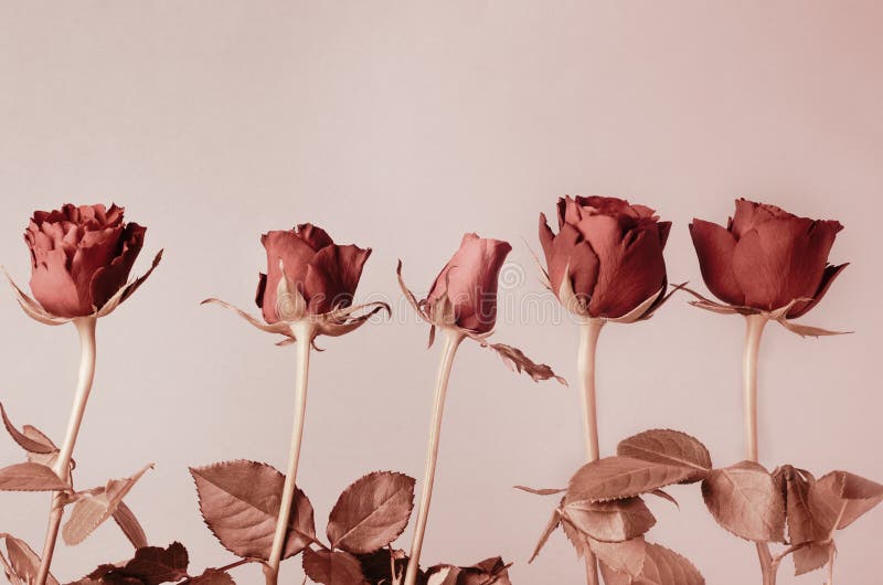 Row of Roses in Muted Copper Red Hues Stock Image - Image of copy ...