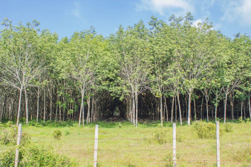 Row of rubber tree stock image. Image of plant, forest - 61251267