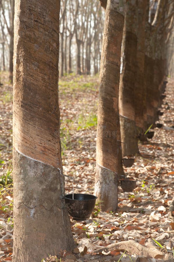 Row of rubber tree. stock image. Image of growth, cultivated - 37238345