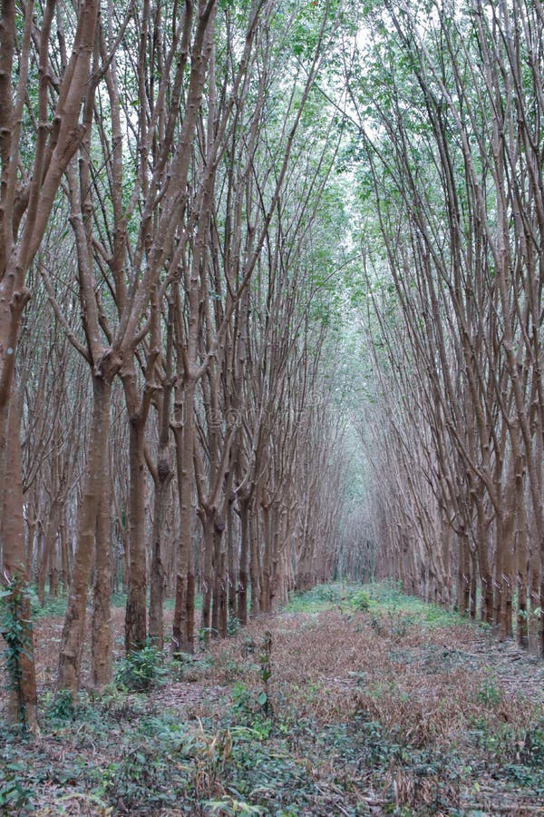 Row of Rubber Trees in the Garden Stock Image - Image of sunlight ...