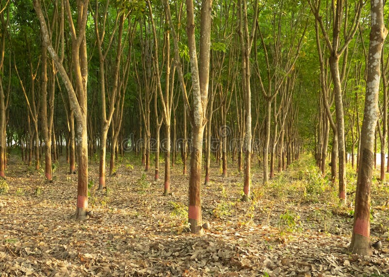 Row of Rubber Trees. Source of Natural Rubber Latex Tapping from Rubber ...