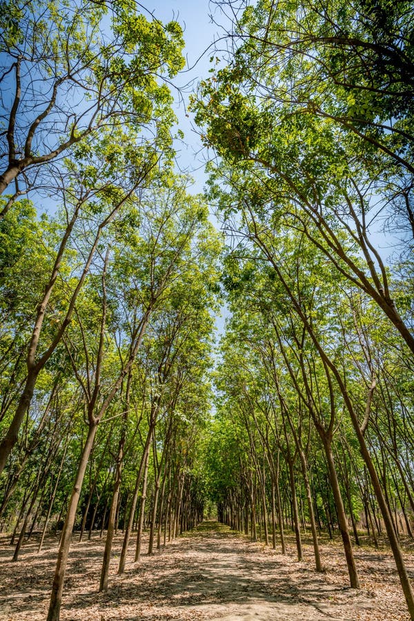 Row of rubber trees stock photo. Image of nature, tree - 89356532
