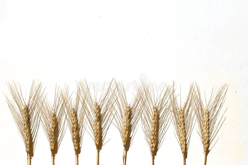 Row of Rye Ears on White Background. Stock Photo - Image of grain ...