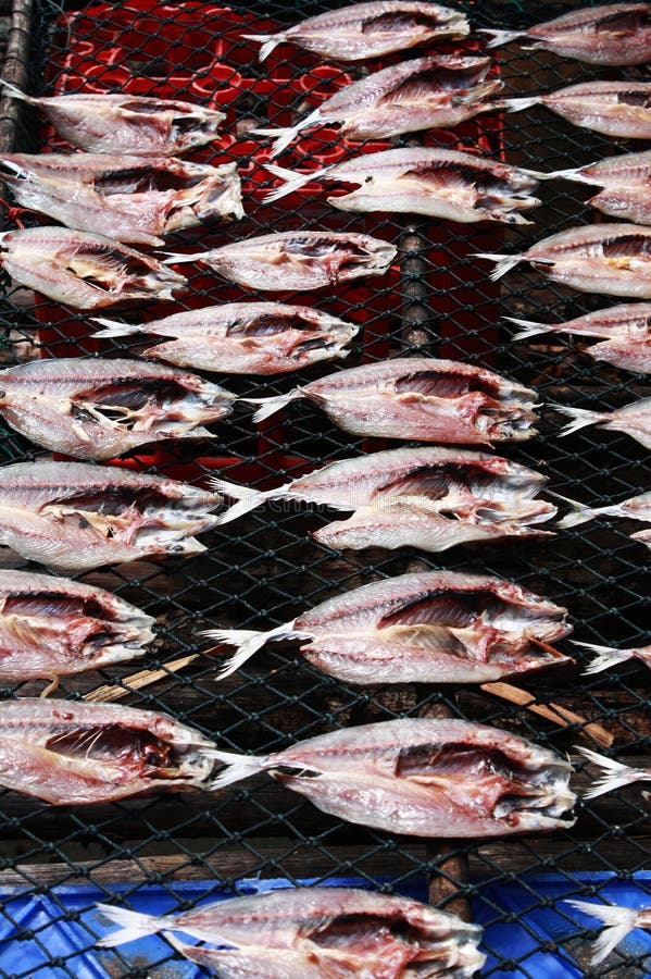 Row of Salt Fish Dry Under the Sun Stock Image - Image of asia, closeup ...