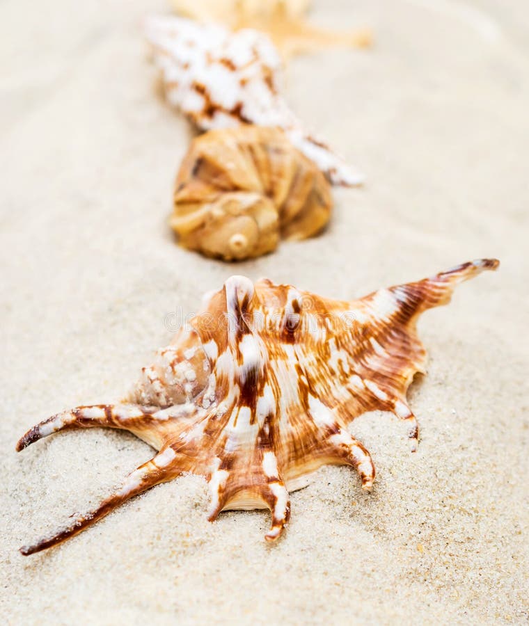 618 Seashells Row Stock Photos - Free & Royalty-Free Stock Photos from ...