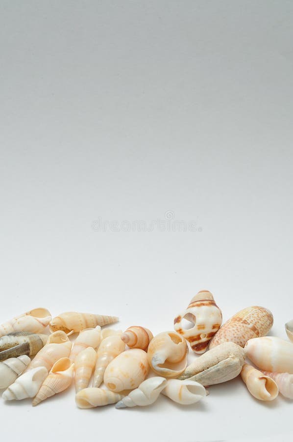 629 Seashells Row Stock Photos - Free & Royalty-Free Stock Photos from ...