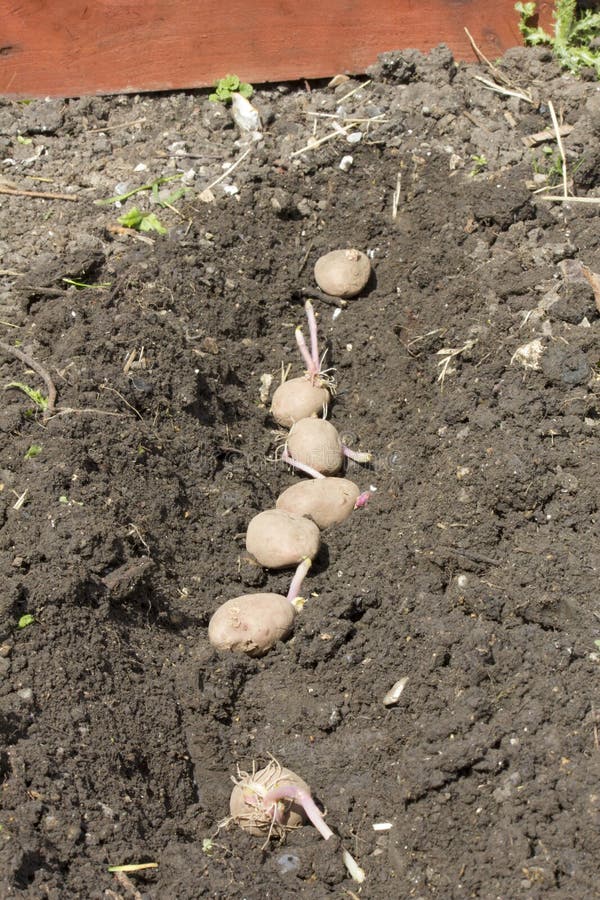 Row of seed potatoes stock photo. Image of earth, planted - 51326010