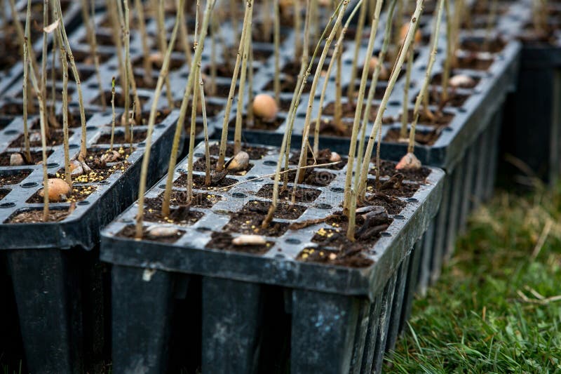 A Row of Seedlings in Black Plastic Containers with One of Them Being ...