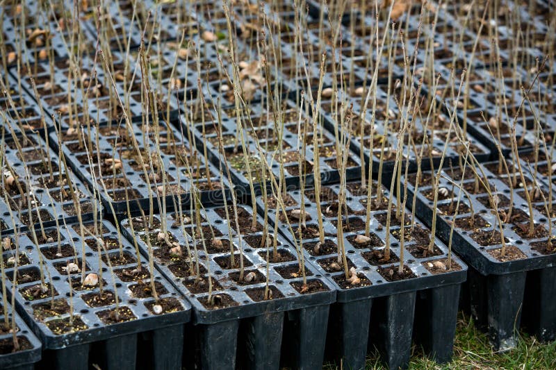 A Row of Seedlings in Black Plastic Containers with One of Them Being ...