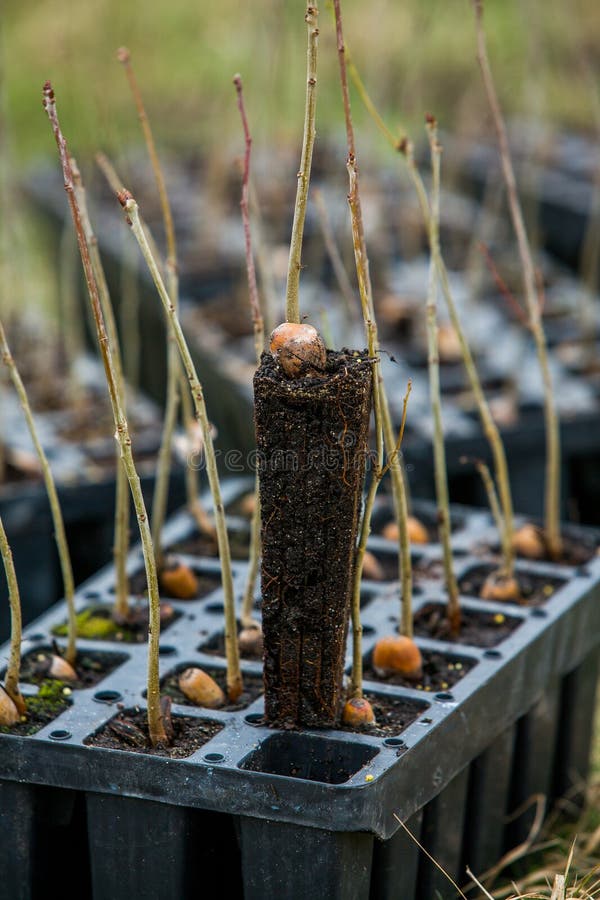 A Row of Seedlings in Black Plastic Containers with One of Them Being ...