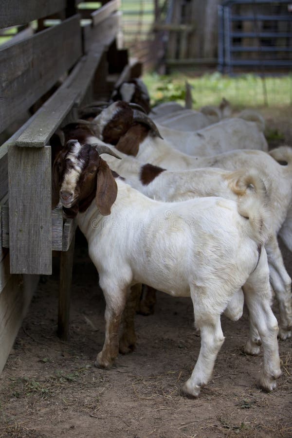 Row of Several Goats Eating in Barn. Stock Photo - Image of farm, goat ...