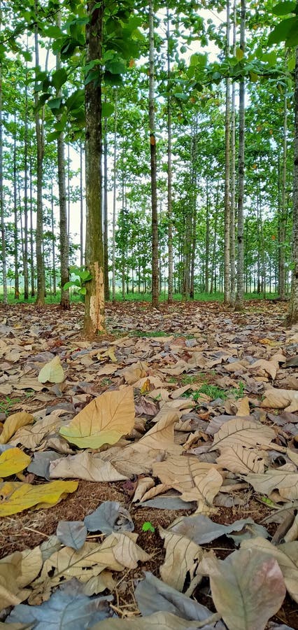 A Row of Several Teak Trees Stock Image - Image of trees, plants: 323018393