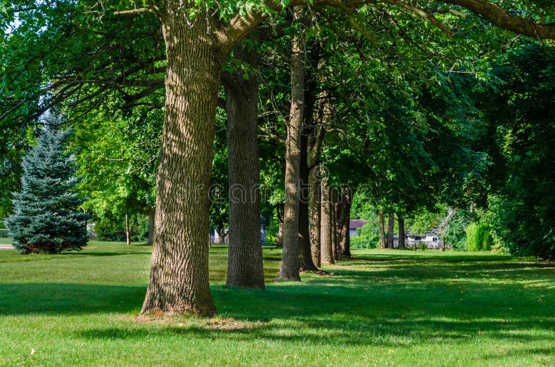 Shade of the Trees stock image. Image of direction, peak - 282534387