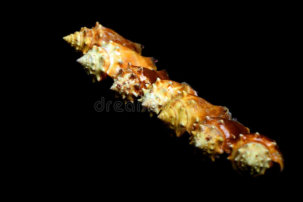 Row of shells on black stock image. Image of object, seashell - 33711747