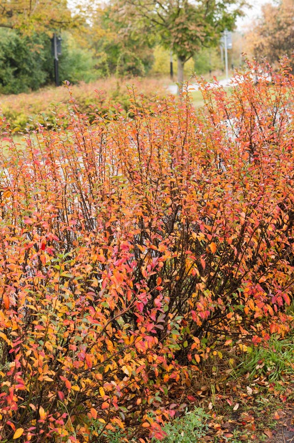 Colorful Shrub Of Pigeon Berry Tree Stock Photo - Image of fern, forest ...