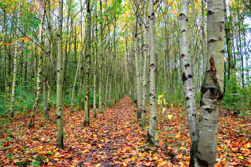 Row of Silver Ash trees stock image. Image of europe - 35381035