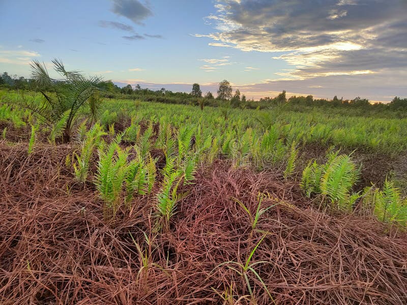 Row of Small Fern Trees on Plantation Land 2 Stock Image - Image of ...