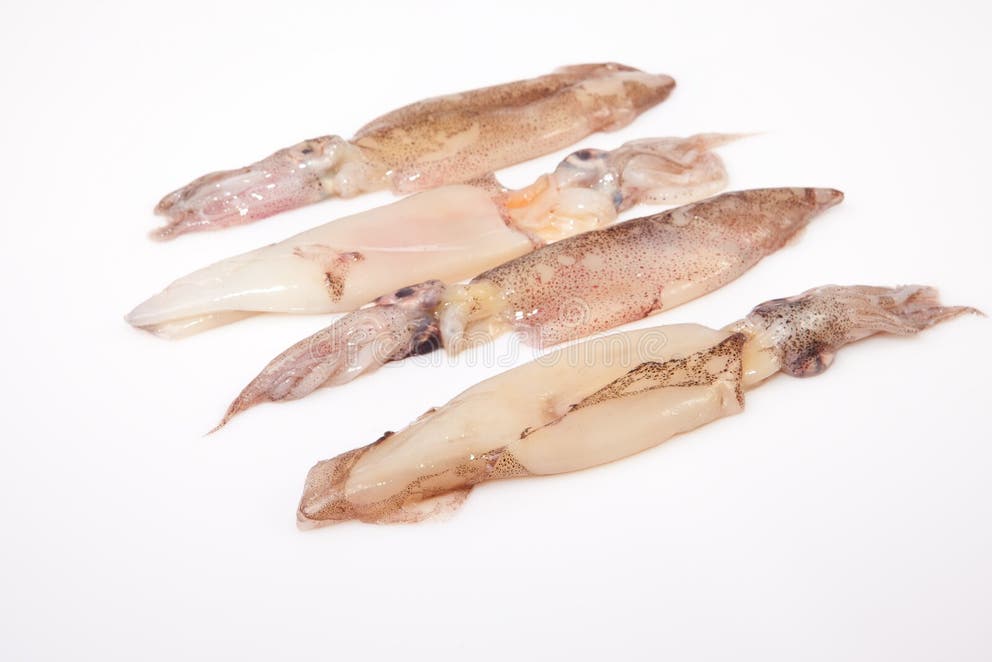 Row of Small Freshly Squids Stock Image - Image of squid, marine: 49988997