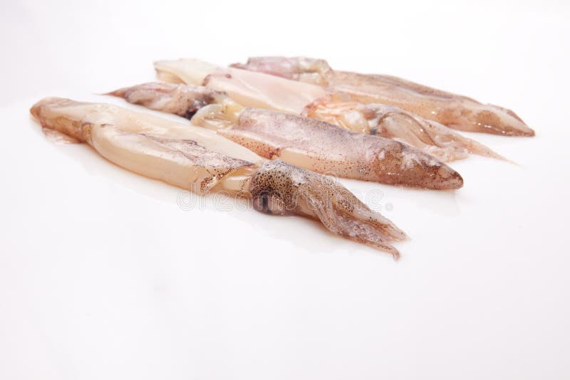 Row of Small Freshly Squids Stock Photo - Image of gruop, food: 49987992