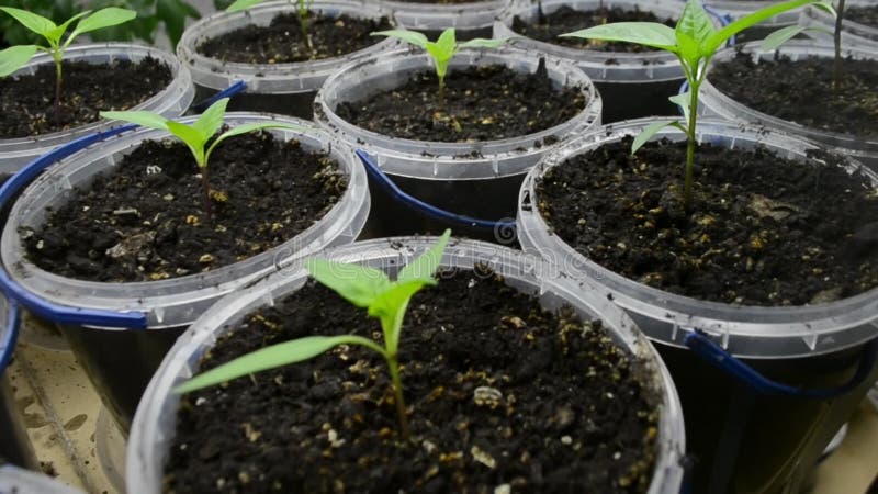 Row of Small Plants are in Plastic Containers with Soil Stock Footage ...