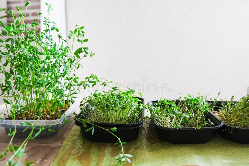 Row Small Plants Plastic Containers Table Stock Photos - Free & Royalty ...