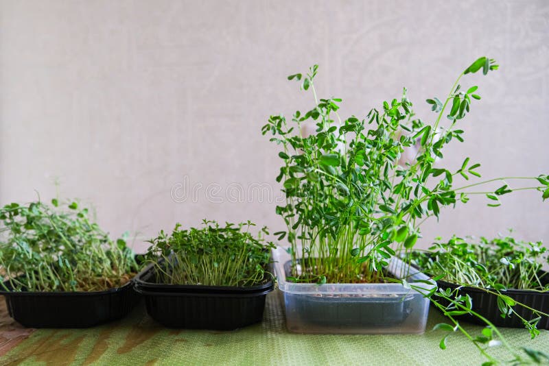 A Row of Small Plants are in Plastic Containers on a Table Stock Image ...